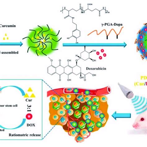 Schematic Diagram Of Ph Sensitive Core Shell Nanoparticles For Download Scientific Diagram