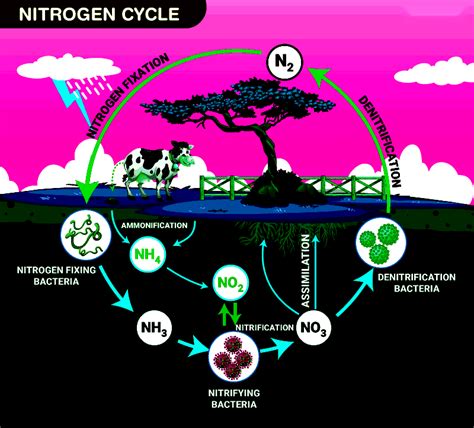 Nitrogen Cycle Definition