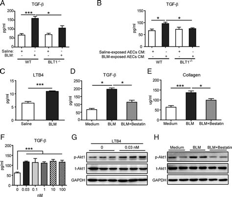 Blockade Of The Ltb4blt1 Axis Inhibits Tgf B Production By Blm Treated