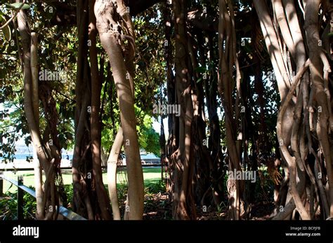 Fig Tree Ficus Macrophylla Columnaris Royal Botanic Gardens Sydney Nsw