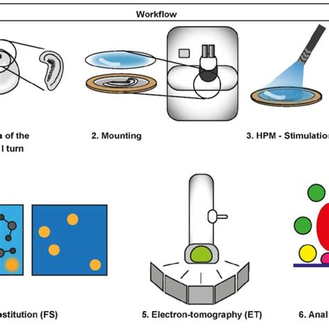 Figure Supplement 1 Workflow Of Opto Hpf Download Scientific Diagram