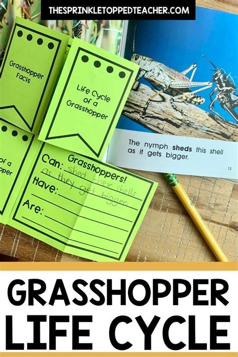 Printable Grasshopper Life Cycle Activity Elementary Reading