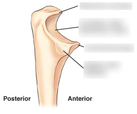Proximal Ulna Diagram Quizlet
