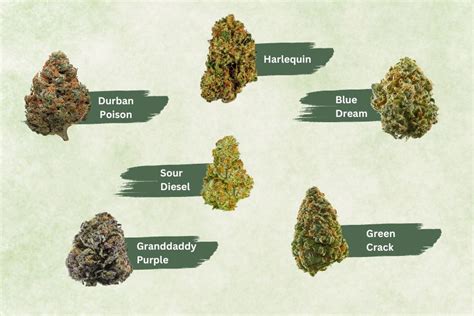 Does Weed Make You Horny My Cbd Story