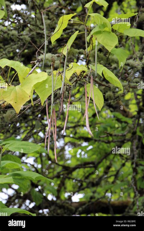 Long Seed Pods High Resolution Stock Photography And Images Alamy