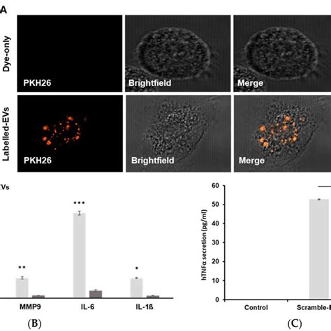 Evs Enriched With Gof Mutant P53 Proteins Can Modulate Macrophage Download Scientific Diagram