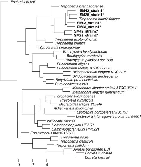 Hierarchical Clustering Of Matses Treponema And Reference Bacterial