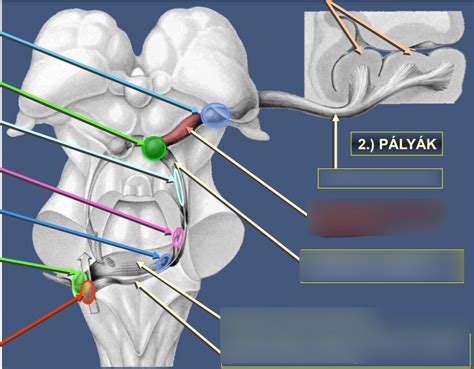 Cochlearis Rendszer Diagram Quizlet