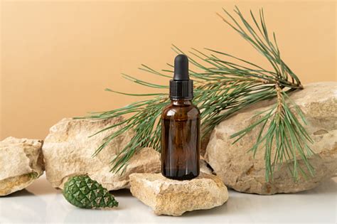 밝은 갈색 베이지 색 배경에 돌과 소나무 가지에 점적기가있는 어두운 유리 화장품 병 침엽수 림 추출물을 사용한 천연 유기농 스파 안티 에이지 화장품의 개념 공간을 복사합니다