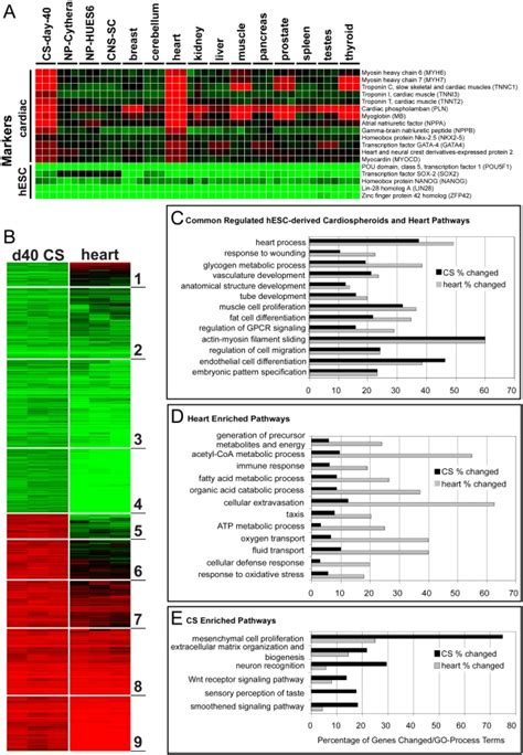 A Human Affymetrix Exon Microarray Data For Neor Undifferentiated