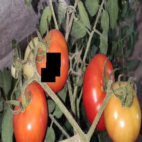 Tomato Semantic Segmentation Dataset By Sol