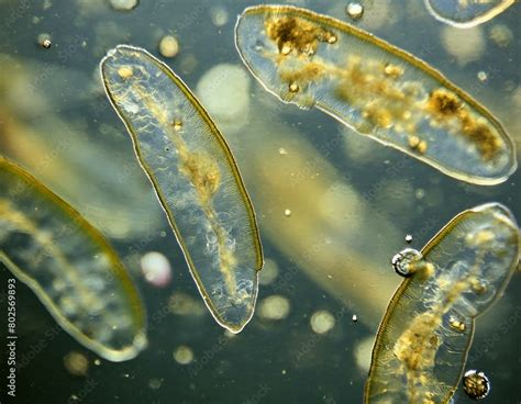 3d Render Of Bacteria Illustration Of A Bacteria Microscopic View Of Cyanobacteria