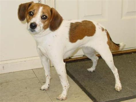 Jack Russell Terrier Beagle Mix Puppies