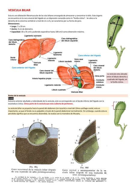 Anatomía Y Fisiología De La Vesícula Biliar Salud Anatomía Udocz