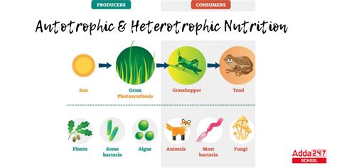 Heterotrophic Nutrition Types Diagram And Examples For Class 10