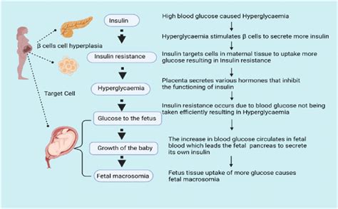 Pancreatic β Cell Hyperplasia Download Scientific Diagram