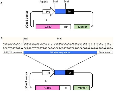Para A New Platform For The Rapid Assembly Of Grna Arrays For Multiplexed Crispr Technologies