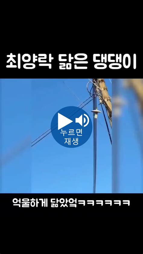 최양락 닮은 댕댕이 유머움짤이슈 에펨코리아