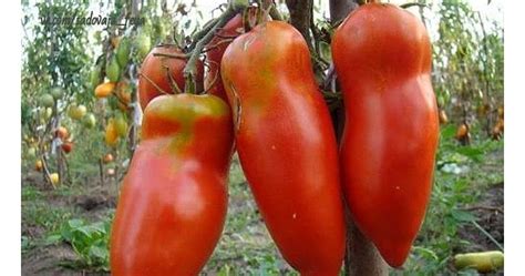 Фитофтора как да спасим доматите от злокачественото заболяване Български Фермер