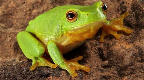 Tree Frog Sounds South Carolina At Jamie Gibb Blog