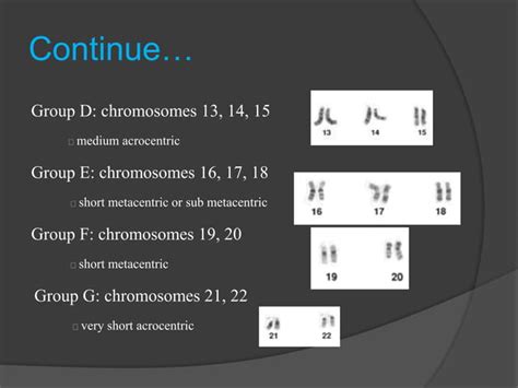 Karyotype Andidiogram Pptx Genetics Science
