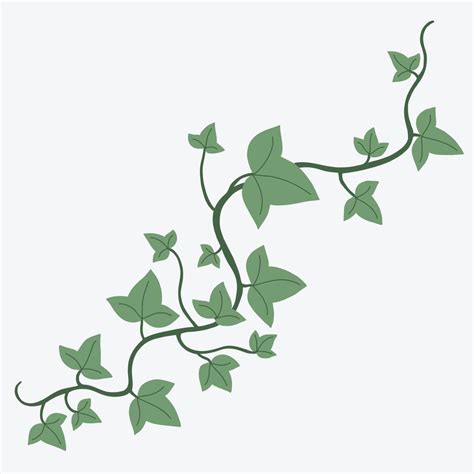 Ivy Outline Vector Art Icons And Graphics For Free Download
