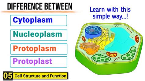 Difference Between Cytoplasm And Nucleoplasm Definition Nucleus