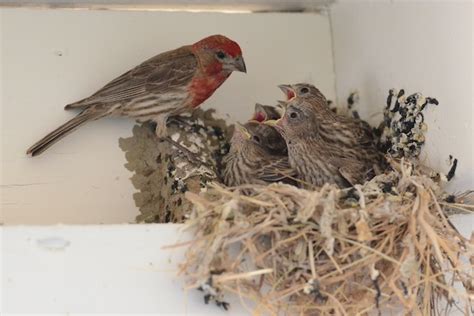 Dipper Ranch First Flight Of The Humble House Finch