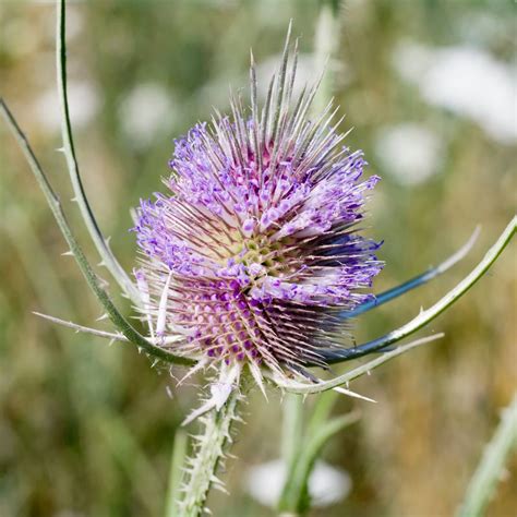 Shop Teasel Dipsacus Fullonum Seeds J Parkers