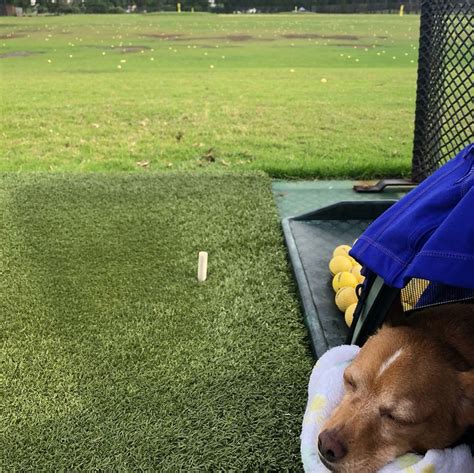 껌딱지 랑 맹연습 눈앞에서 무섭게 휘드르는 나의 스윙에 눈하나 깜짝안하고 아주 잘 주무신다 💤 골프 반려견 운동하는여자 공스타그램 프로골퍼 하와이골프 골프