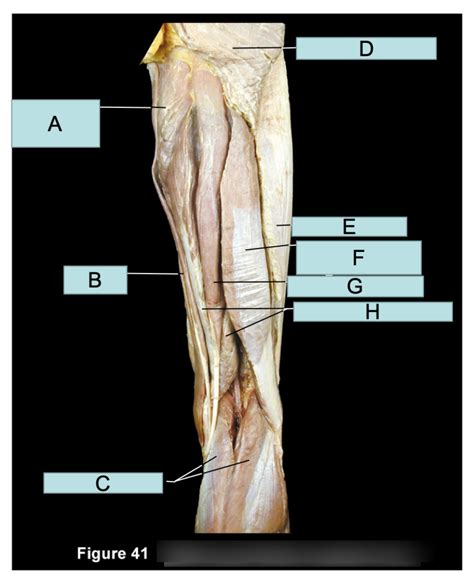 Right Upper Thigh Posterior View Diagram Quizlet