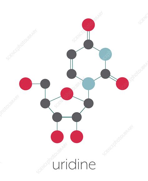Uridine Nucleoside Molecule Illustration Stock Image F027 9680