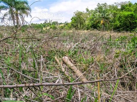 침략적인 식물과 나무 그루터기로 감염 된 목초지의 지역 갈색에 대한 스톡 사진 및 기타 이미지 갈색 감염 건강한 생활방식 Istock