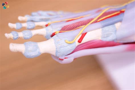 Exploring The Function And Importance Of The Flexor Digitorum Longus Muscle The Lifesciences