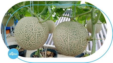 Automatic Melon Irrigation Solution Driptec