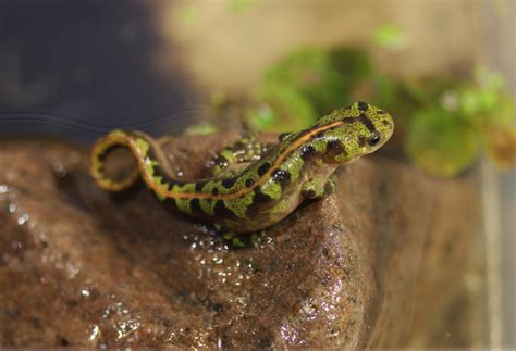 Lydia Porter Triturus Marmoratus Newts And Salamanders
