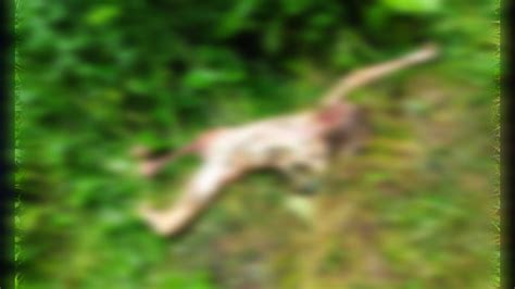 Դիակը անտառ է տարել արյունոտ շորերը ճանապարհին դեն նետել ու փախել