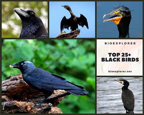 Types Of Black Birds Complete Blackbirds List With Pictures