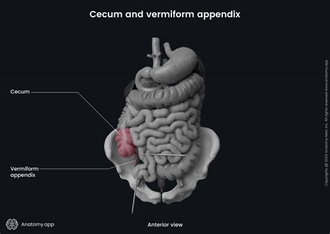Cecum And Vermiform Appendix Anatomyapp