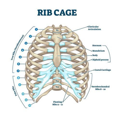 Rib Cage Anatomy Labeled Vector Illustration Diagram Stock Vector