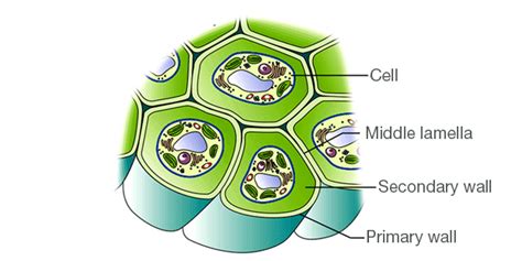 Cell Wall Definition Cell Wall Function Cell Wall Layers