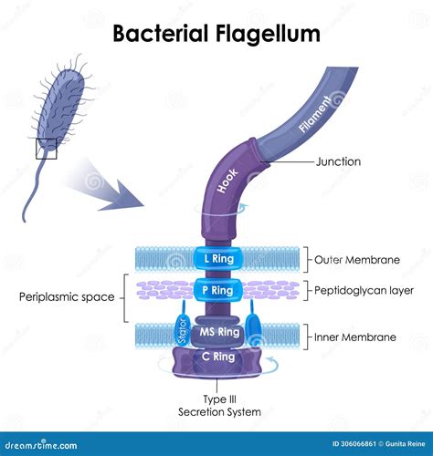 Bacterial Flagellum Cartoon Vector 306066861