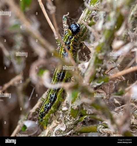 East Asian Box Hedge Caterpillar Eats Its Way Through A Box Hedge