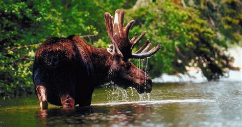 Tiktok Users Want To Know Why Moose Shed Their Antlers