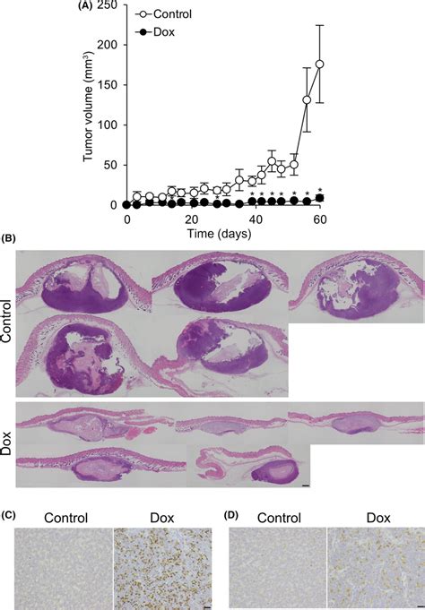 Analysis Of In Vivo Tumorigenesis In A Xenograft Model A Download Scientific Diagram