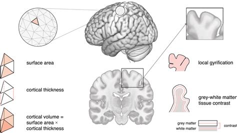 Frontiers Structural Neuroimaging Phenotypes And Associated Molecular And Genomic