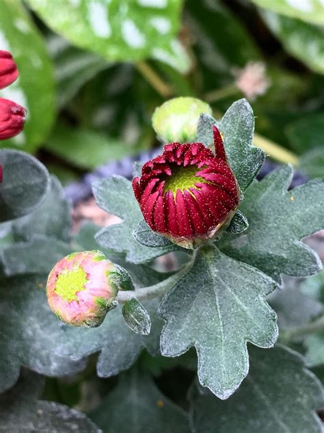 超过 20 张关于“pimpollo”和“自然”的免费图片 Pixabay