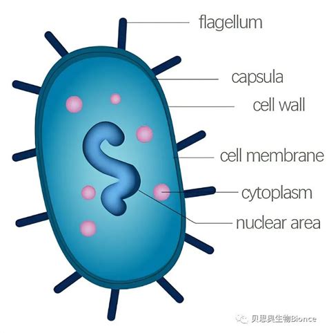 基因治疗小圆桌：生物制品细菌内毒素检测方法简介 南京贝思奥生物科技有限公司