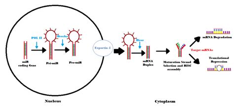 Processing Of Mirna And Rna Induced Silencing Complex Risc Assembly