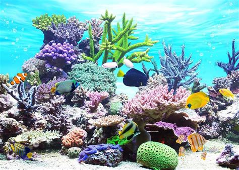 Fondos De Pantalla Del Océano Bajo El Agua Bajo El Agua Imágenes